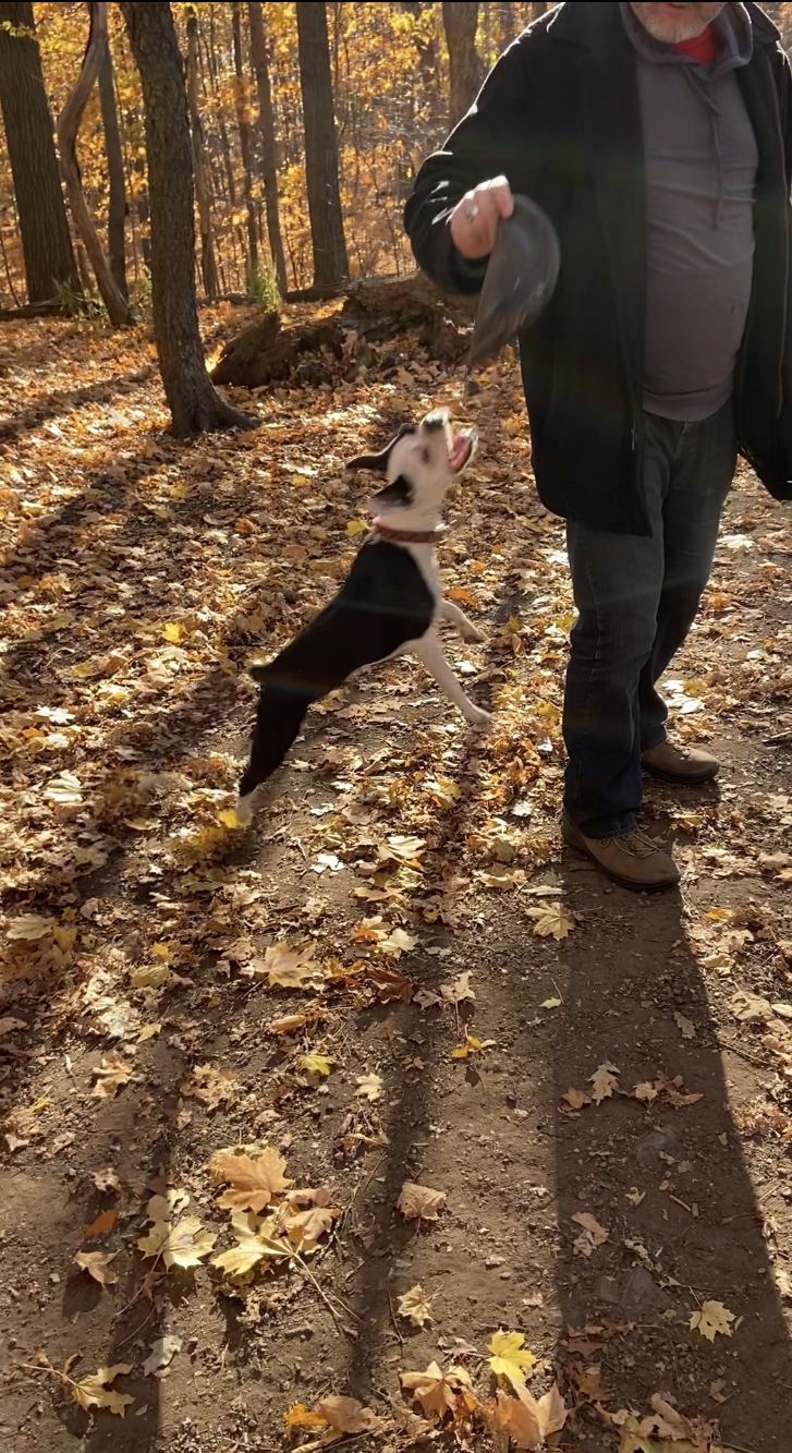 Autumn in the dog parks of Montreal – Vivian's Tranquil Garden